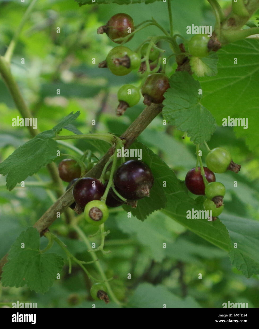 The Parc Floral in Cassis, France, is a picturesque garden offering ...