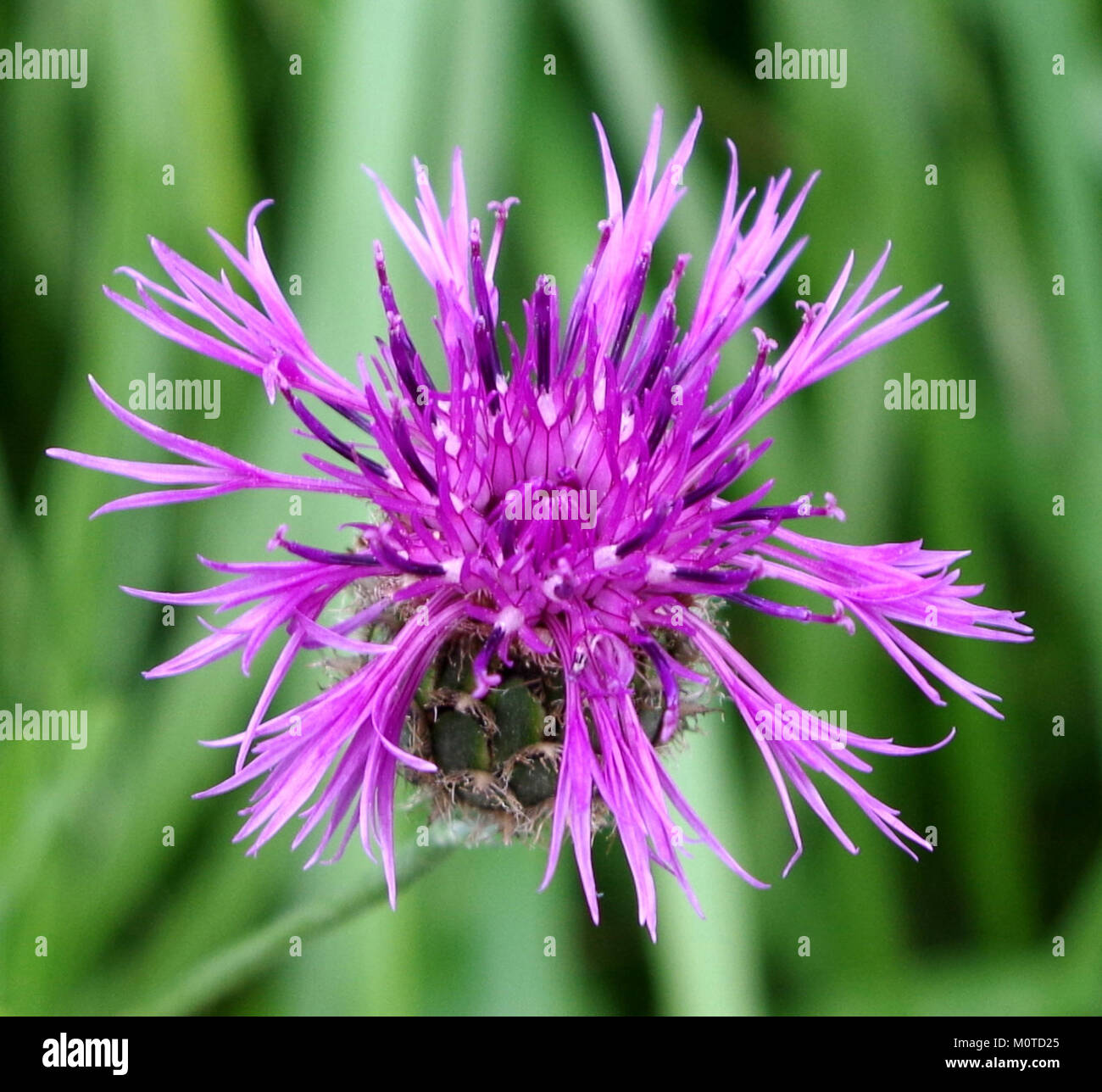 Centaurea cyanus commonly known cornflower hi-res stock photography and ...