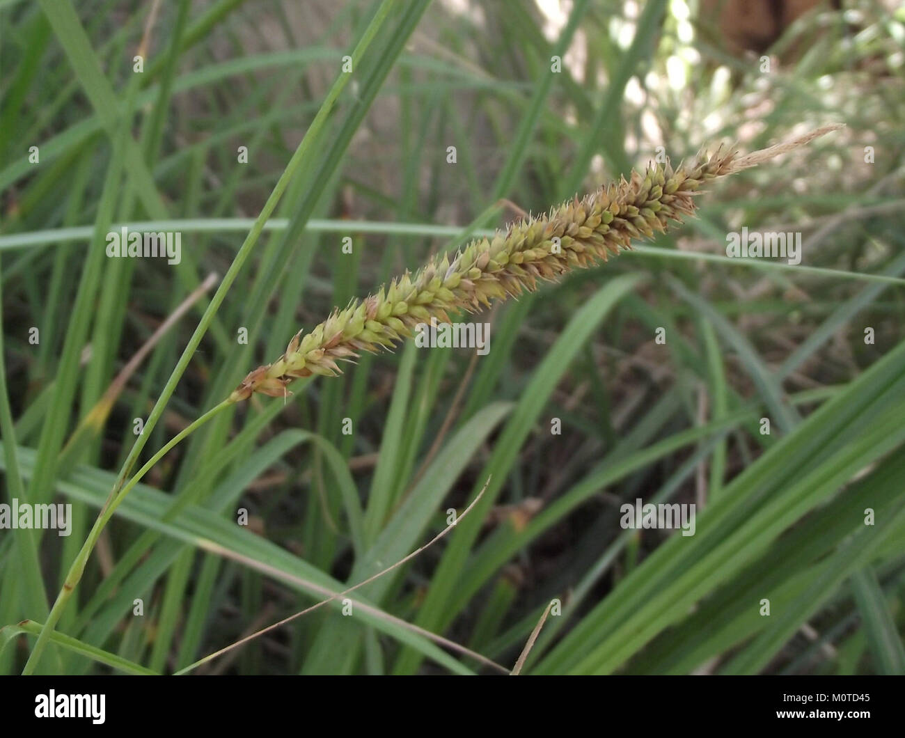 Soil zones hi-res stock photography and images - Alamy