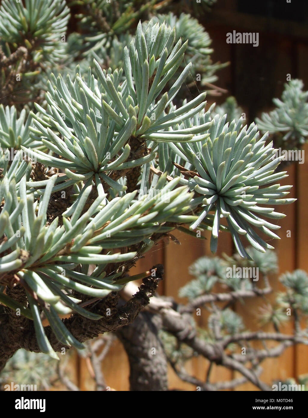 Cedrus atlantica bonsai, also known as the Atlas cedar bonsai, is a ...