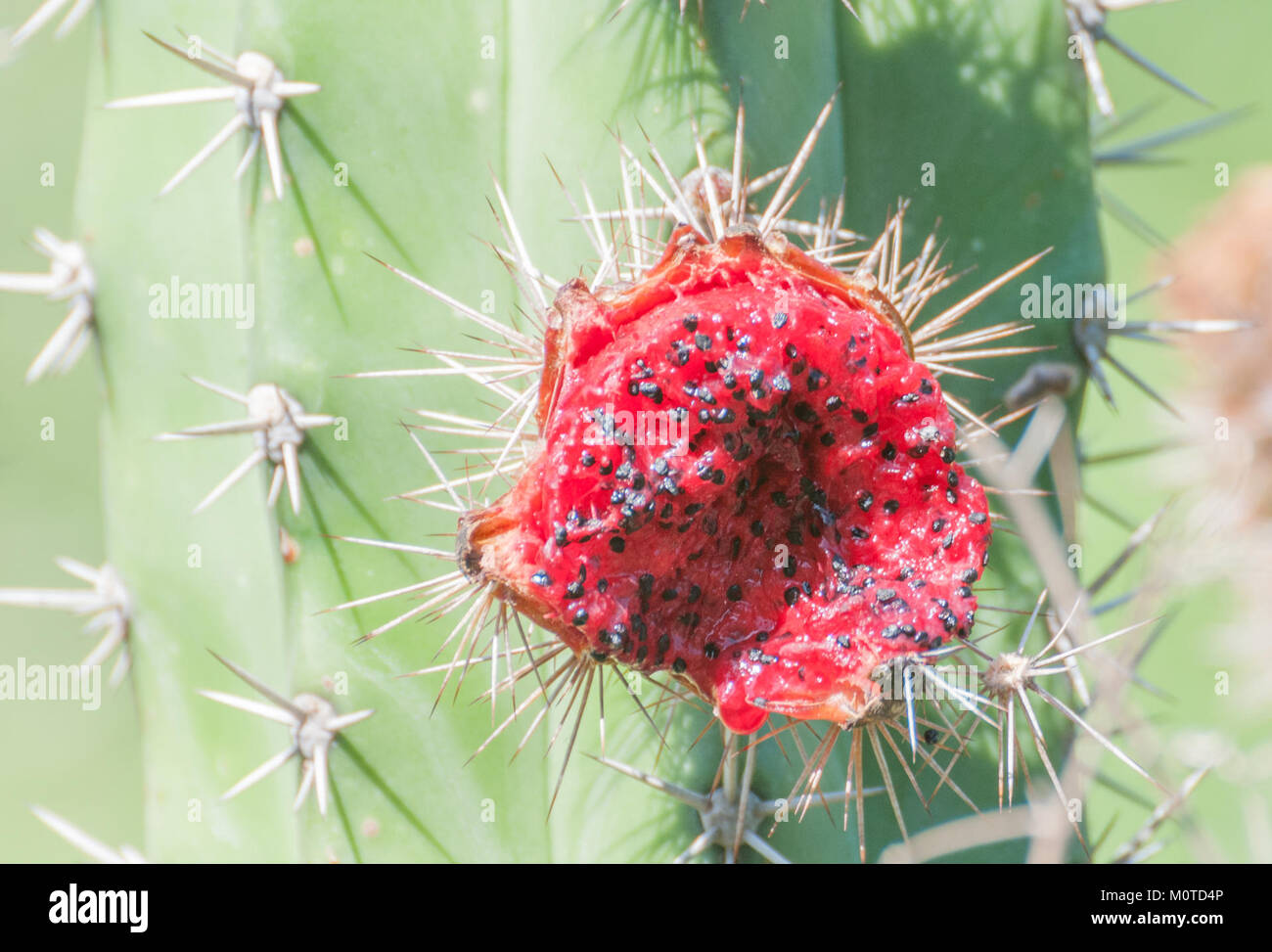 Cardon cactus illustration hi-res stock photography and images - Alamy
