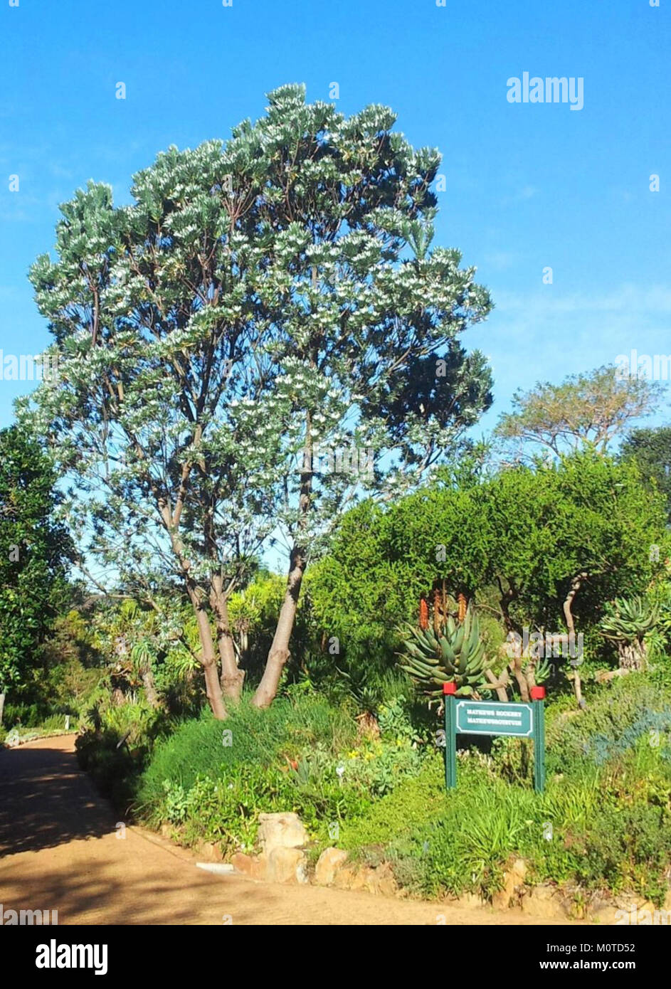 Cape Silvertree (Leucadendron argenteum), a rare South African plant ...
