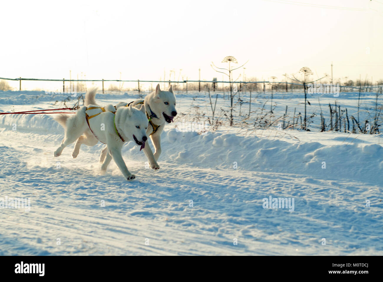 two white Siberian huskies with blue eyes running through the snow and ...