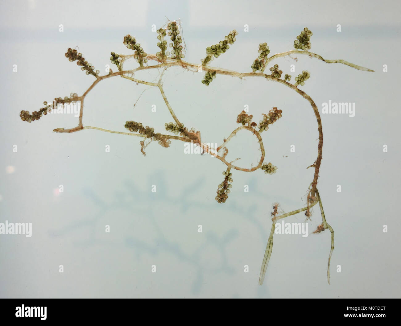 Caulerpa lentillifera hi-res stock photography and images - Alamy