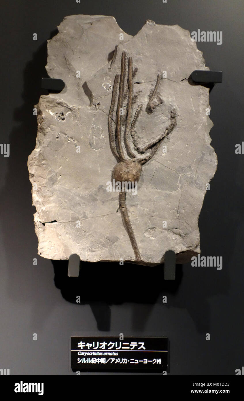 Caryocrinites ornatus is an extinct crinoid species, displayed at the ...