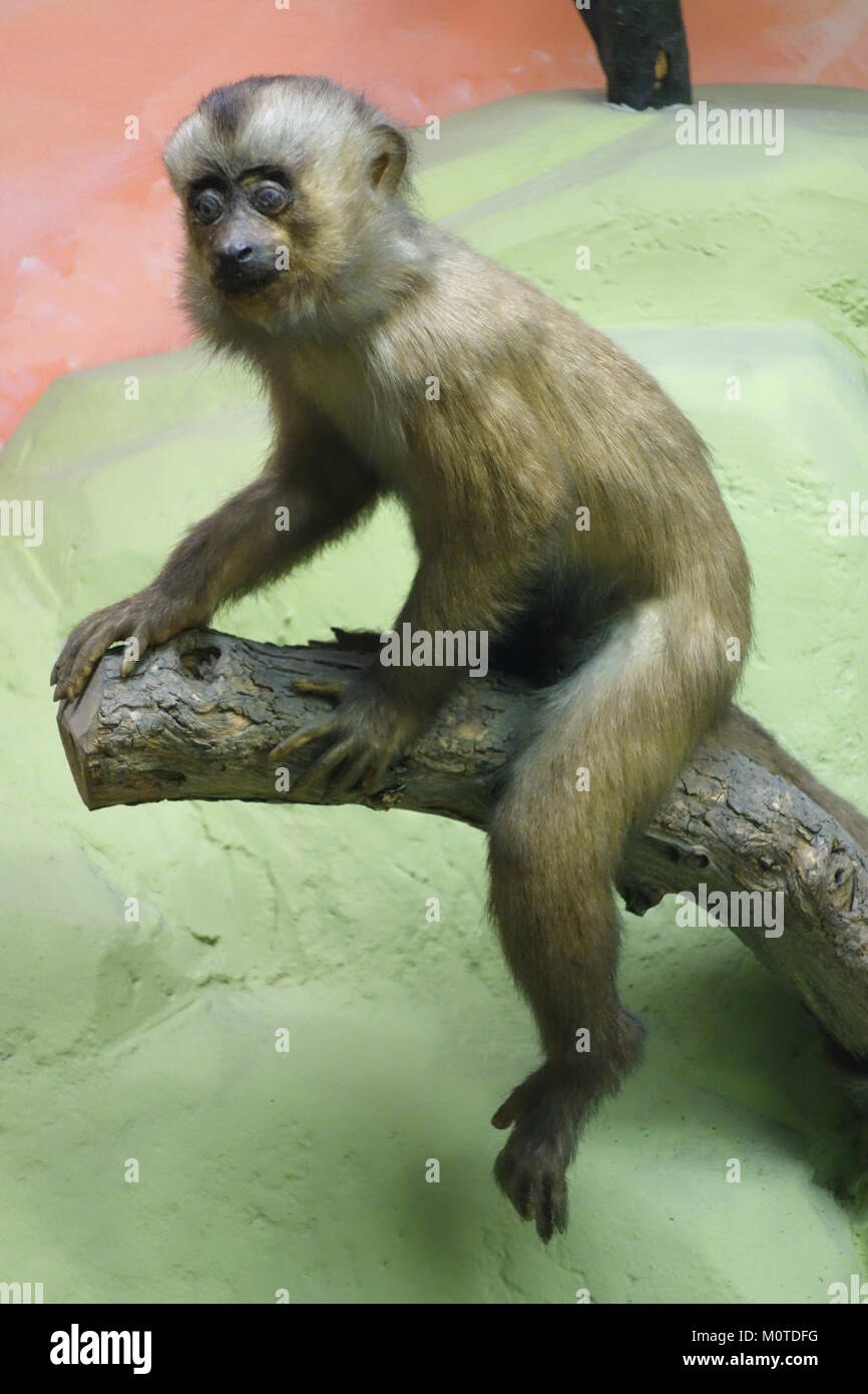 Cebus apella paraguayanus, commonly known as the Paraguayan capuchin ...