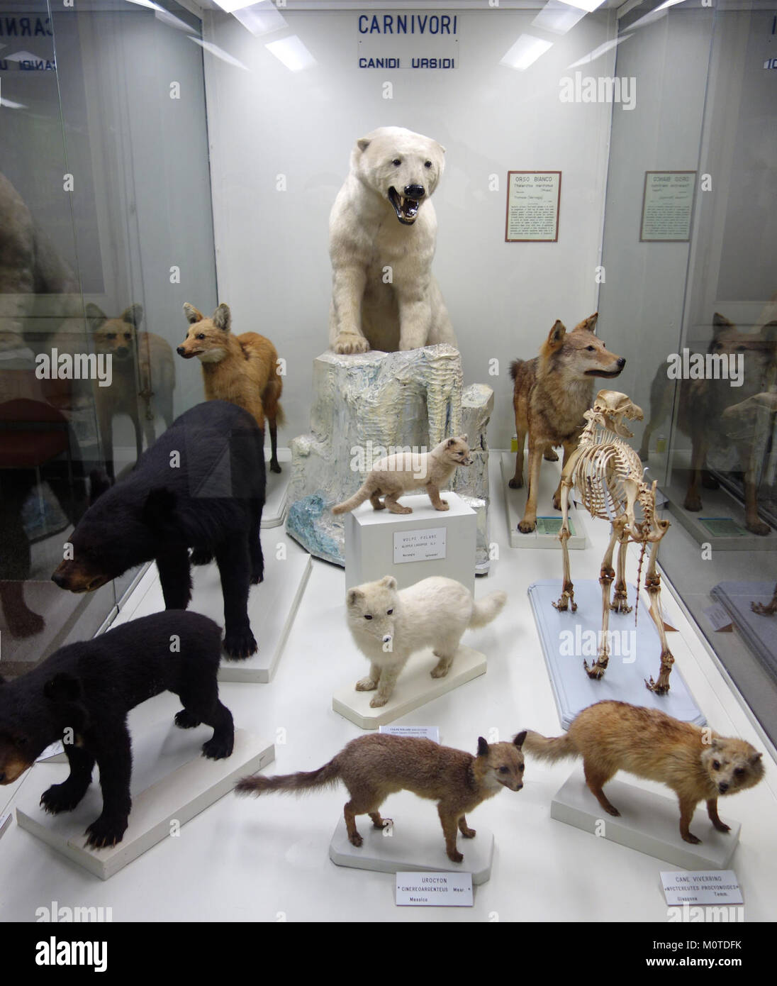 A carnivore display at the Museo Civico di Storia Naturale Giacomo ...