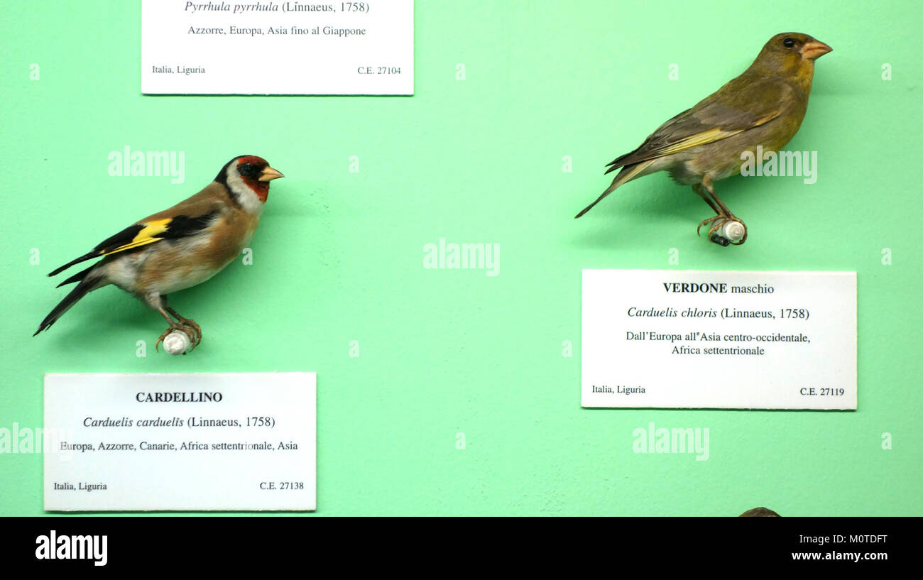This image shows the European goldfinch (Carduelis carduelis) and the ...