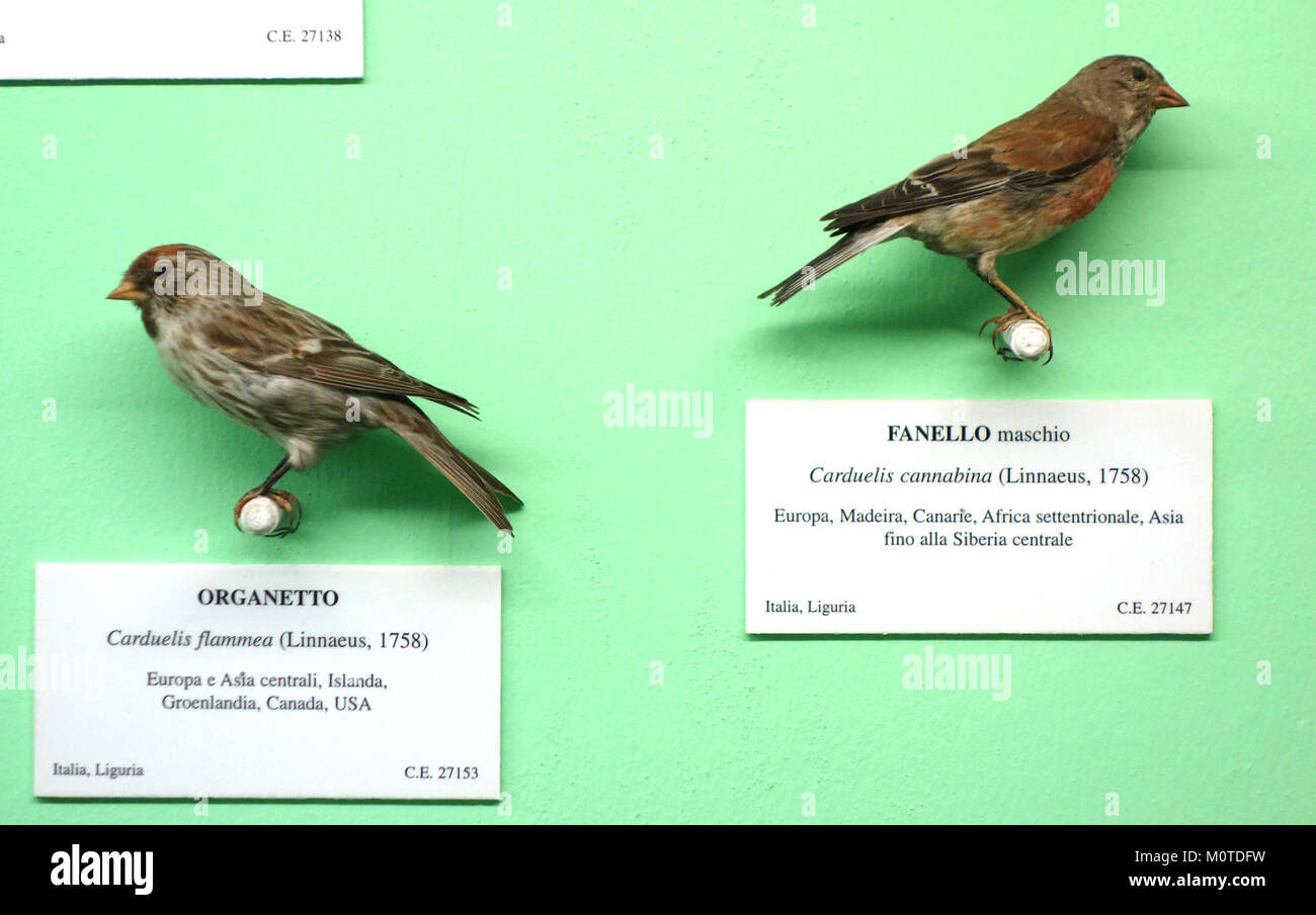 The image features two bird species, Carduelis flammea (Common Redpoll ...