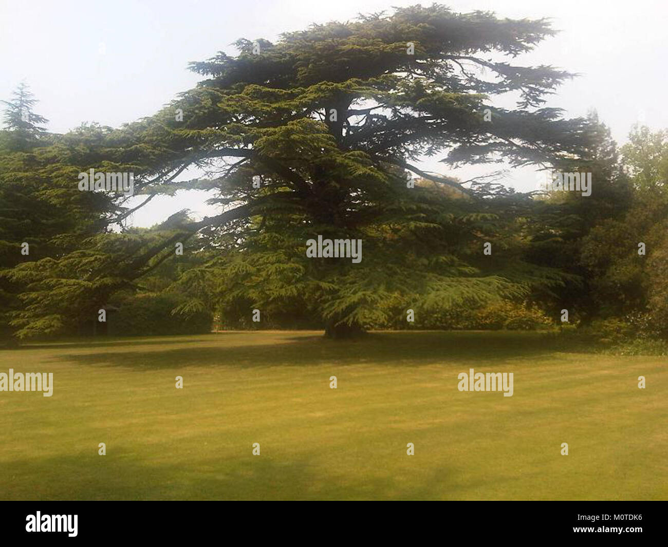 Cedrus libani, also known as the Lebanon cedar, is a majestic evergreen ...