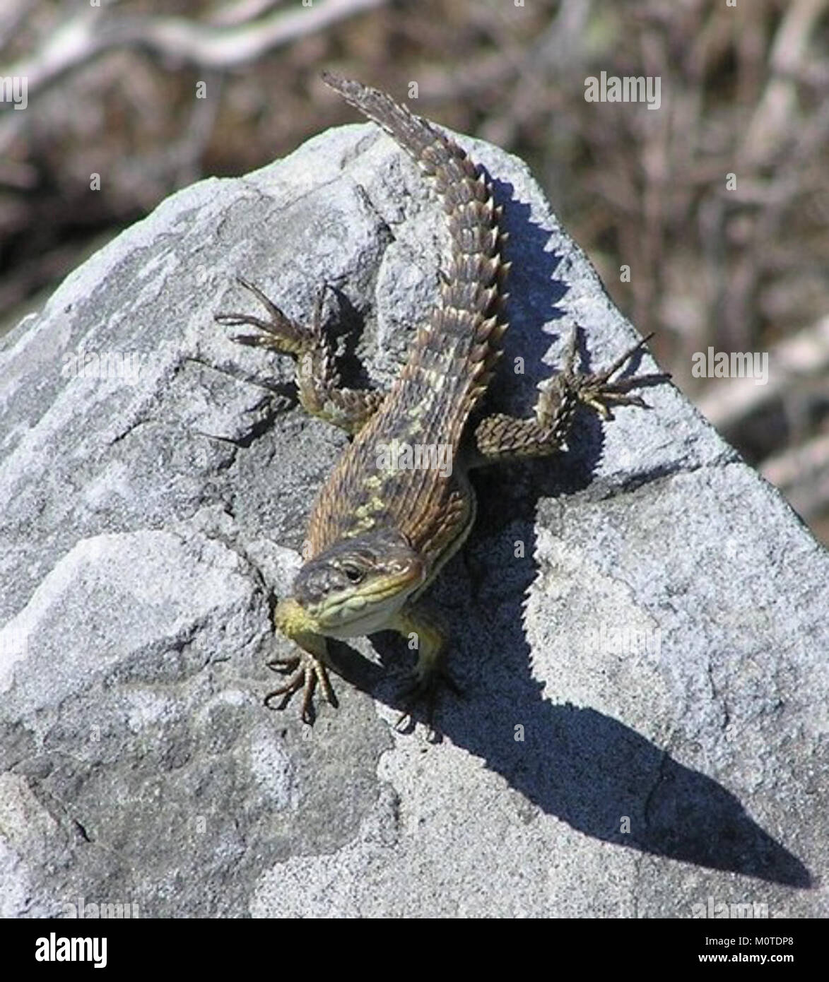 The Cape Girdled Lizard, Cordylus cordylus, is native to the rocky ...