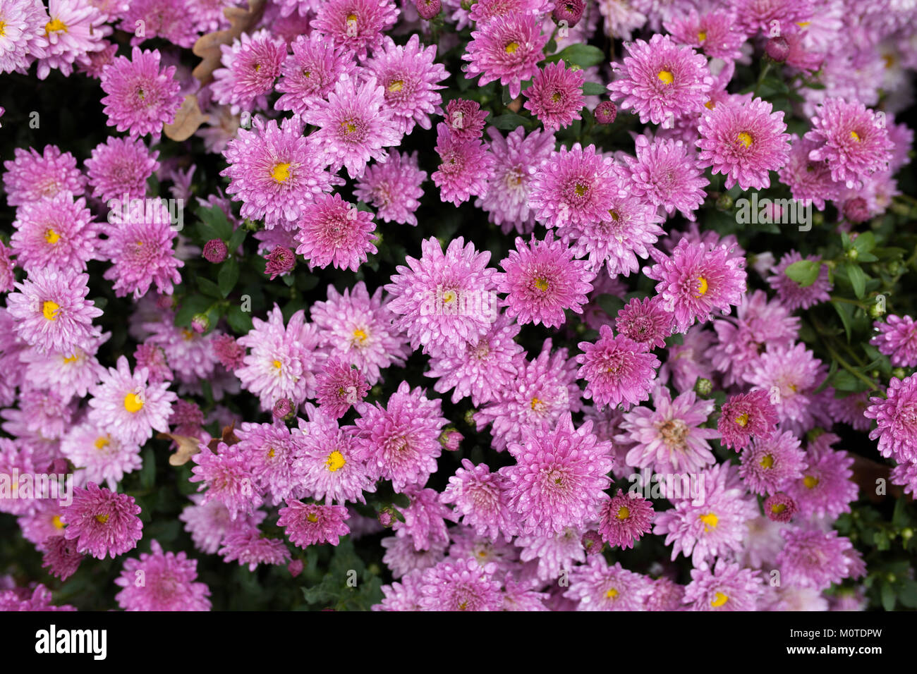 Little pink purple mum up close background horizontal image Stock Photo ...
