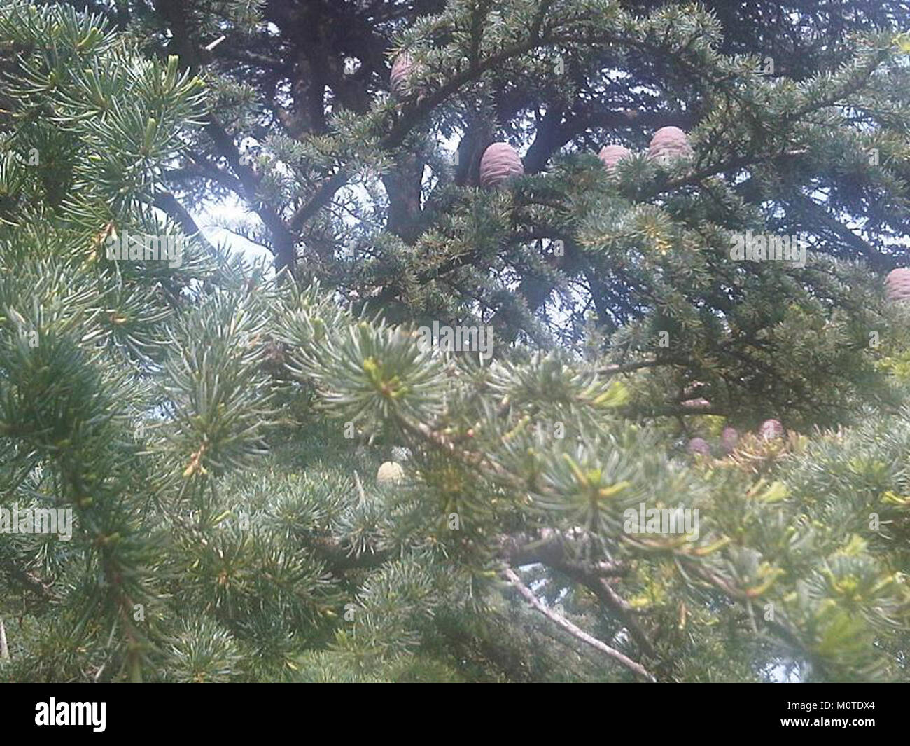Cedrus libani lebanon cedar hi-res stock photography and images - Alamy