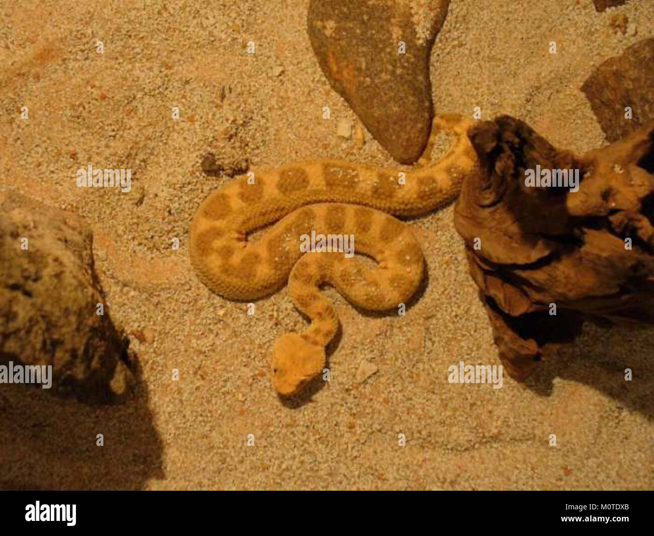 Cerastes cerastes, commonly known as the horned viper, is a venomous ...