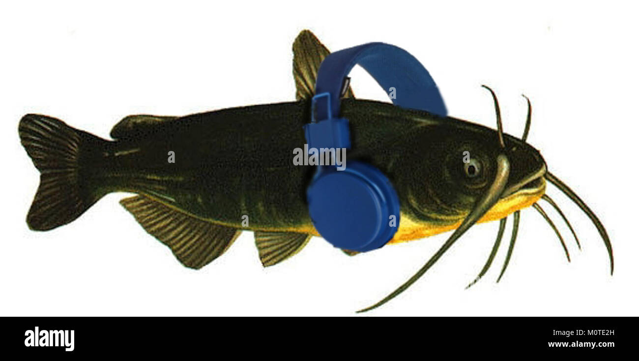 A catfish wearing headphones is an unusual and humorous concept ...
