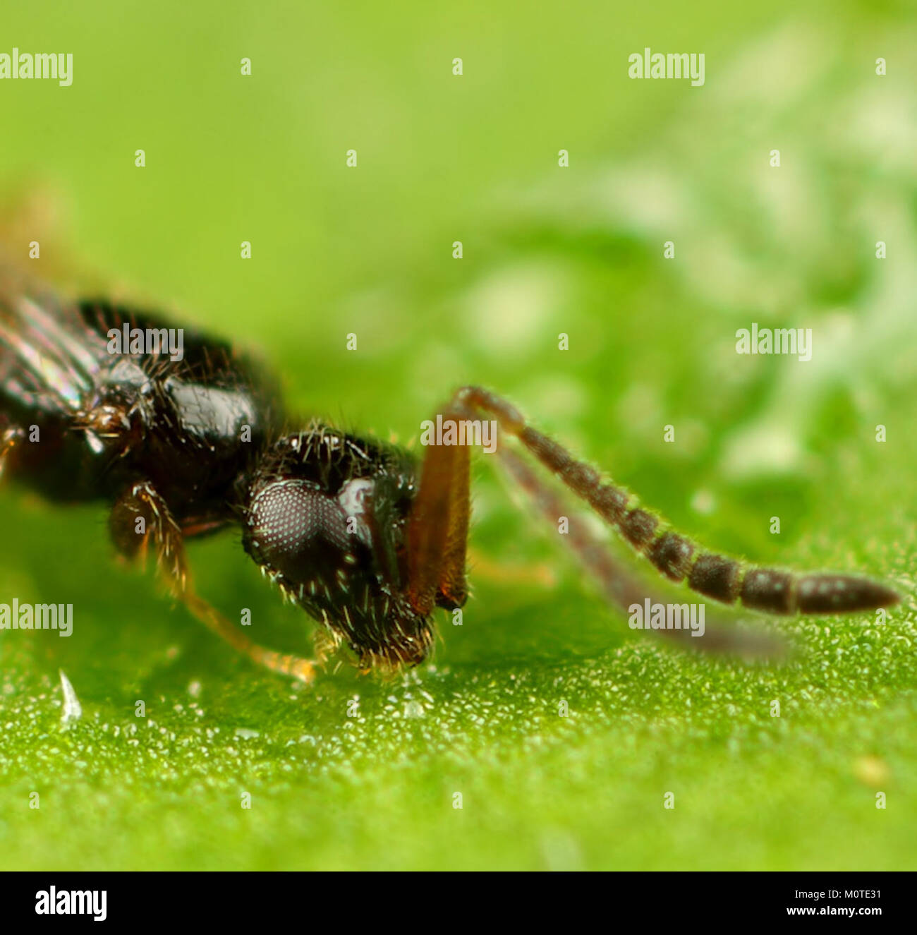 Ceraphonidae refers to a family of parasitic wasps within the order ...