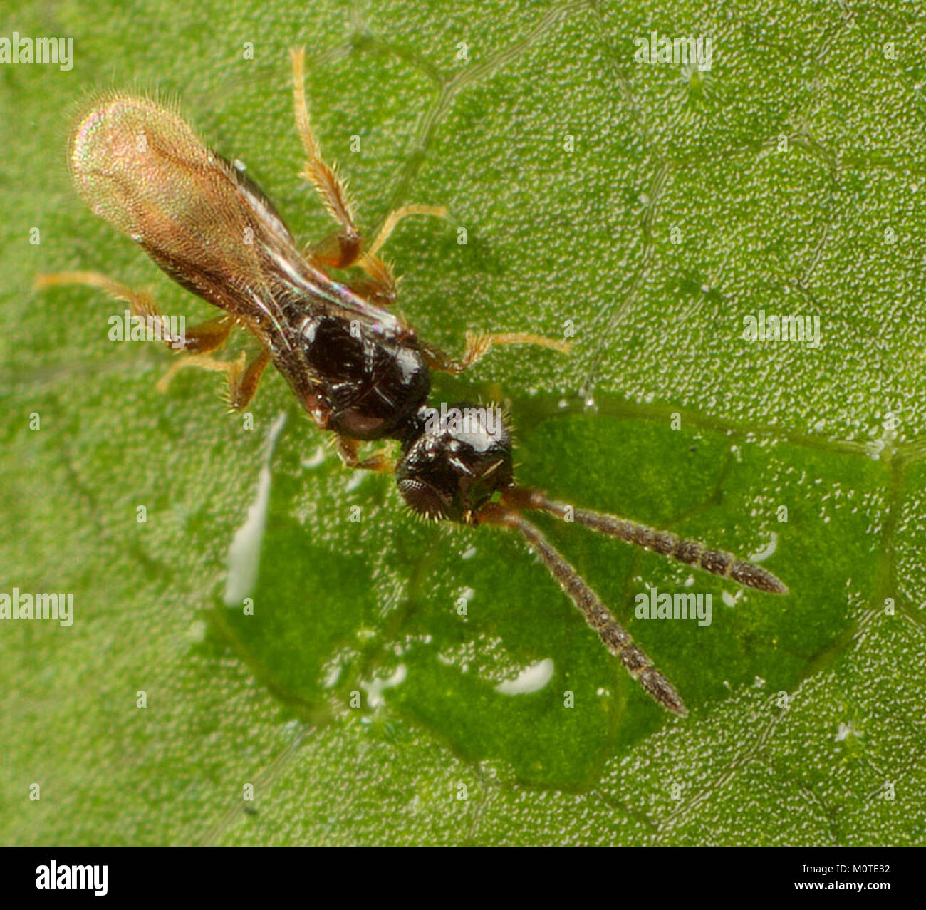 Ceraphonidae is a family of parasitic wasps. This entry discusses the ...