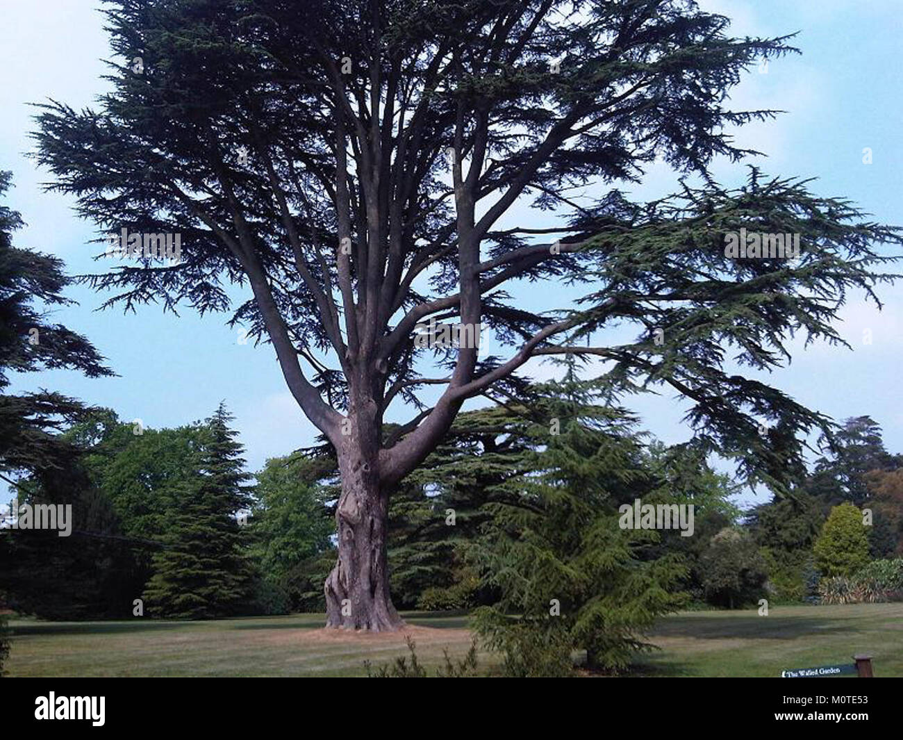 Cedrus libani, also known as the Lebanon cedar, is a species of tree ...