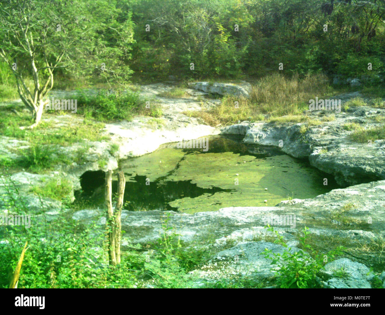 Cenote Chen Ha, located in the Yucatan Peninsula of Mexico, is a ...