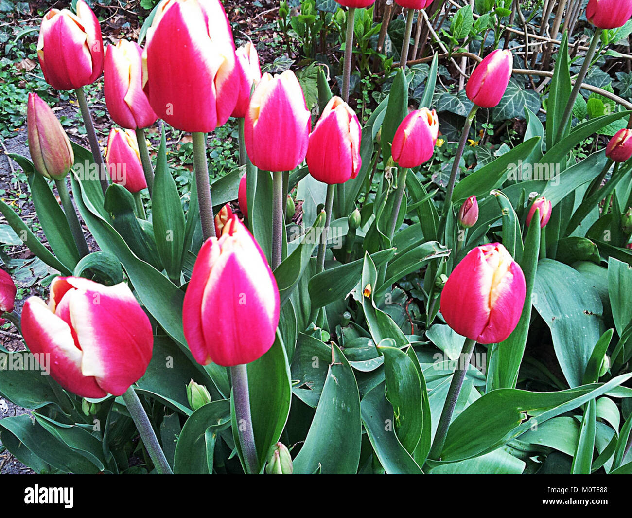 CC0 is a public domain dedication used by creators to waive all ...