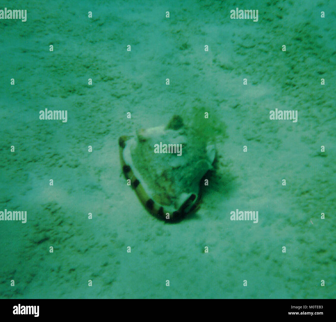 Flame shell marine hi-res stock photography and images - Alamy