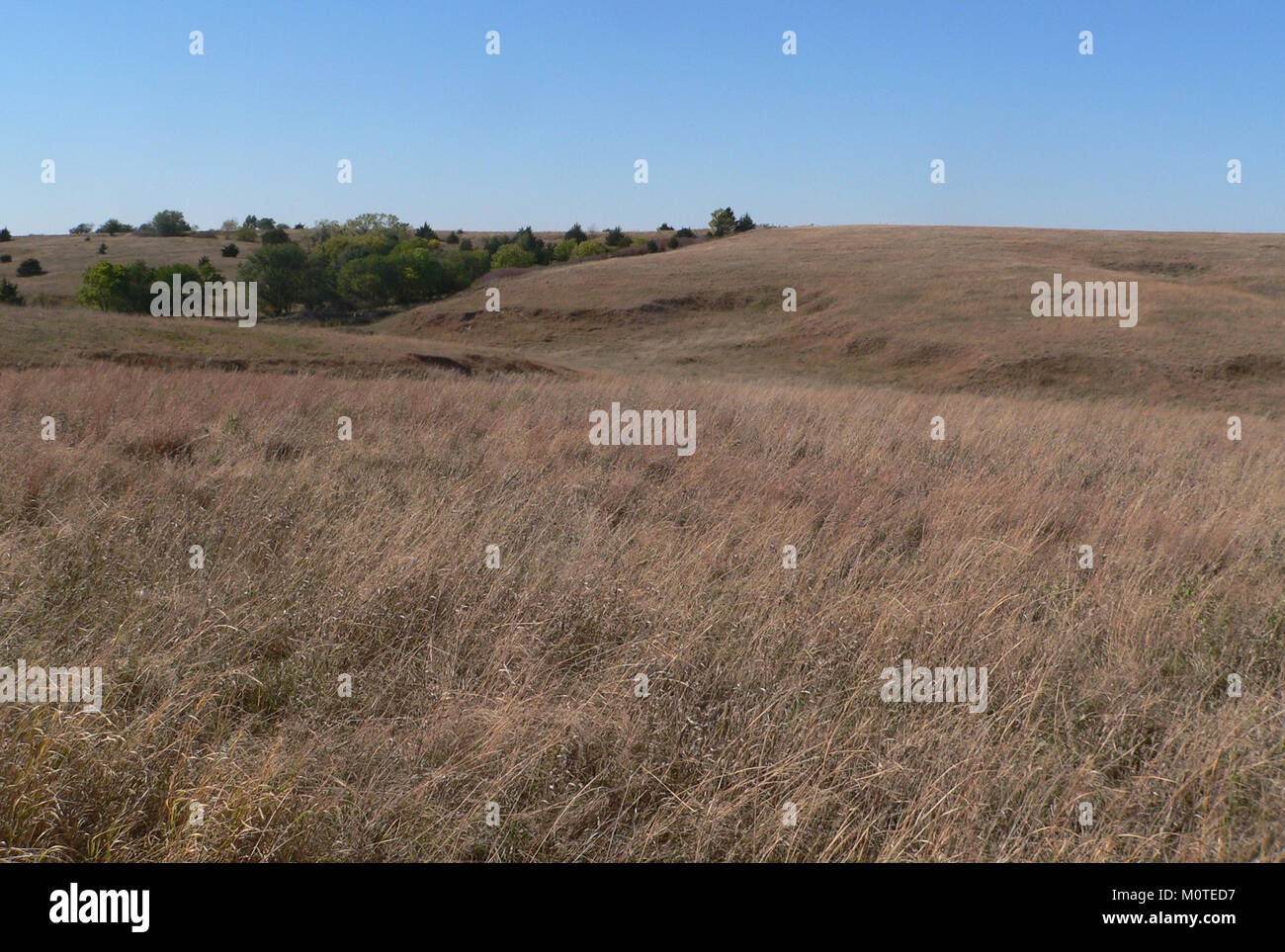 A photograph of Cather Prairie taken in October 2013. The prairie is a ...