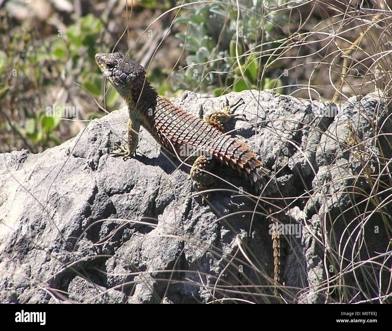 The Cape Girdled Lizard (Cordylus cordylus) is a species native to Cape ...