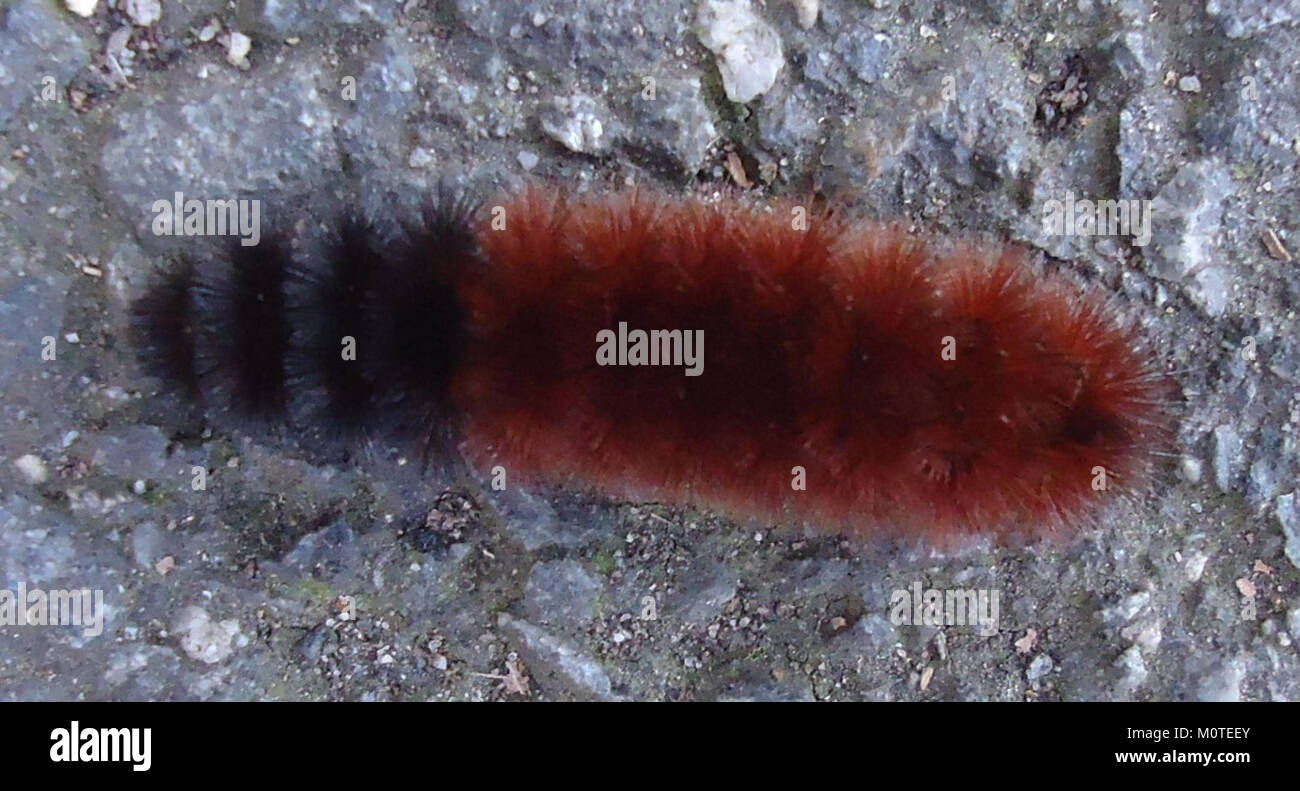 The image captures a caterpillar moving along a sidewalk. This small ...