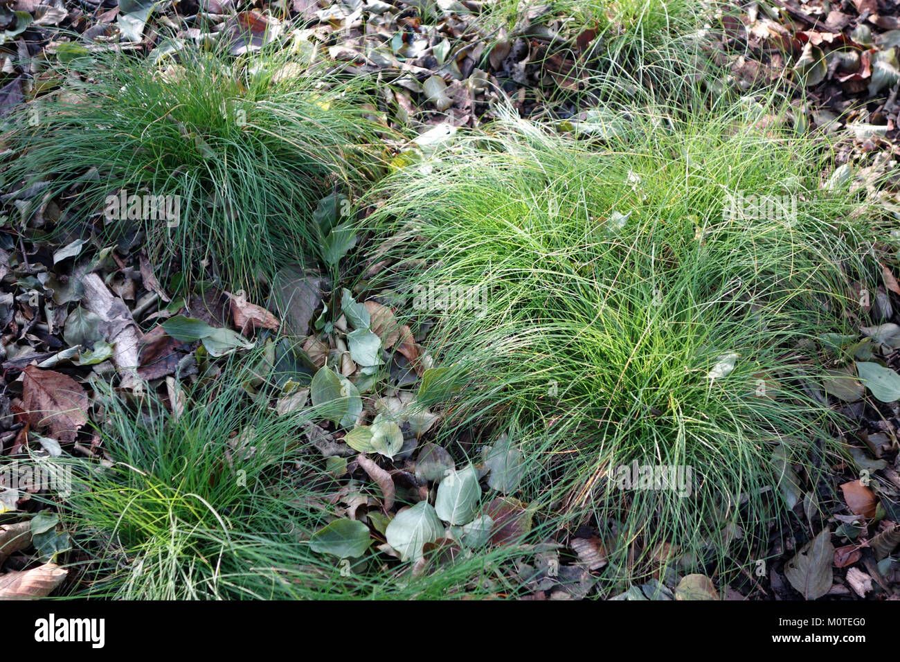Carex appalachica, commonly known as Appalachian Sedge, is a plant ...