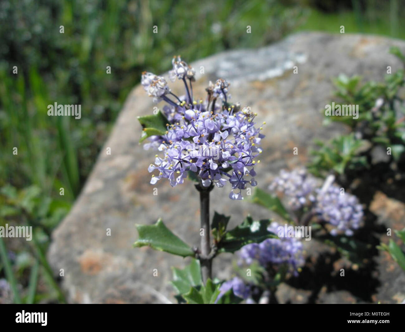 Ceanothus species hi-res stock photography and images - Alamy