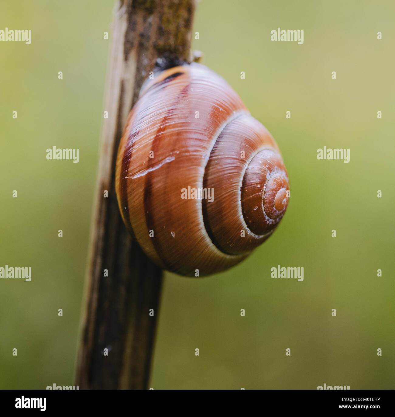 Beautiful snails hi-res stock photography and images - Alamy