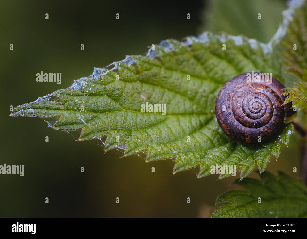 Beautiful snails hi-res stock photography and images - Alamy