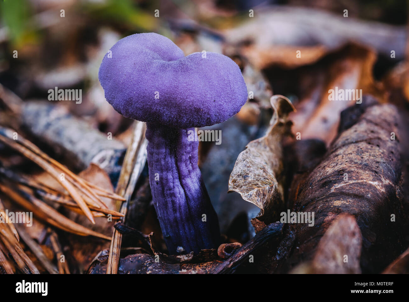 Purple mushroom hi-res stock photography and images - Alamy