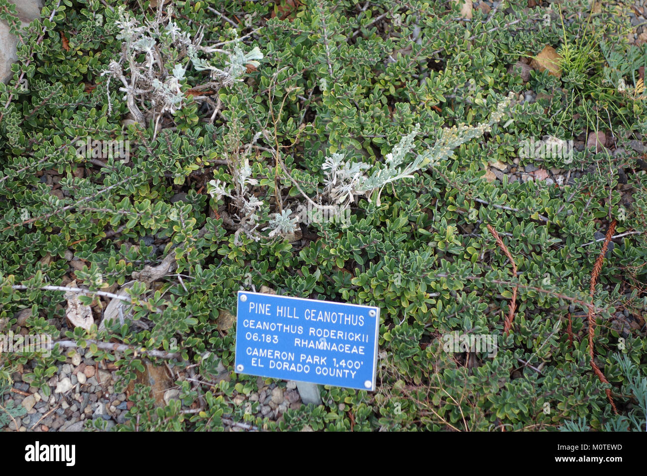 Ceanothus roderickii - Regional Parks Botanic Garden, Berkeley, CA ...