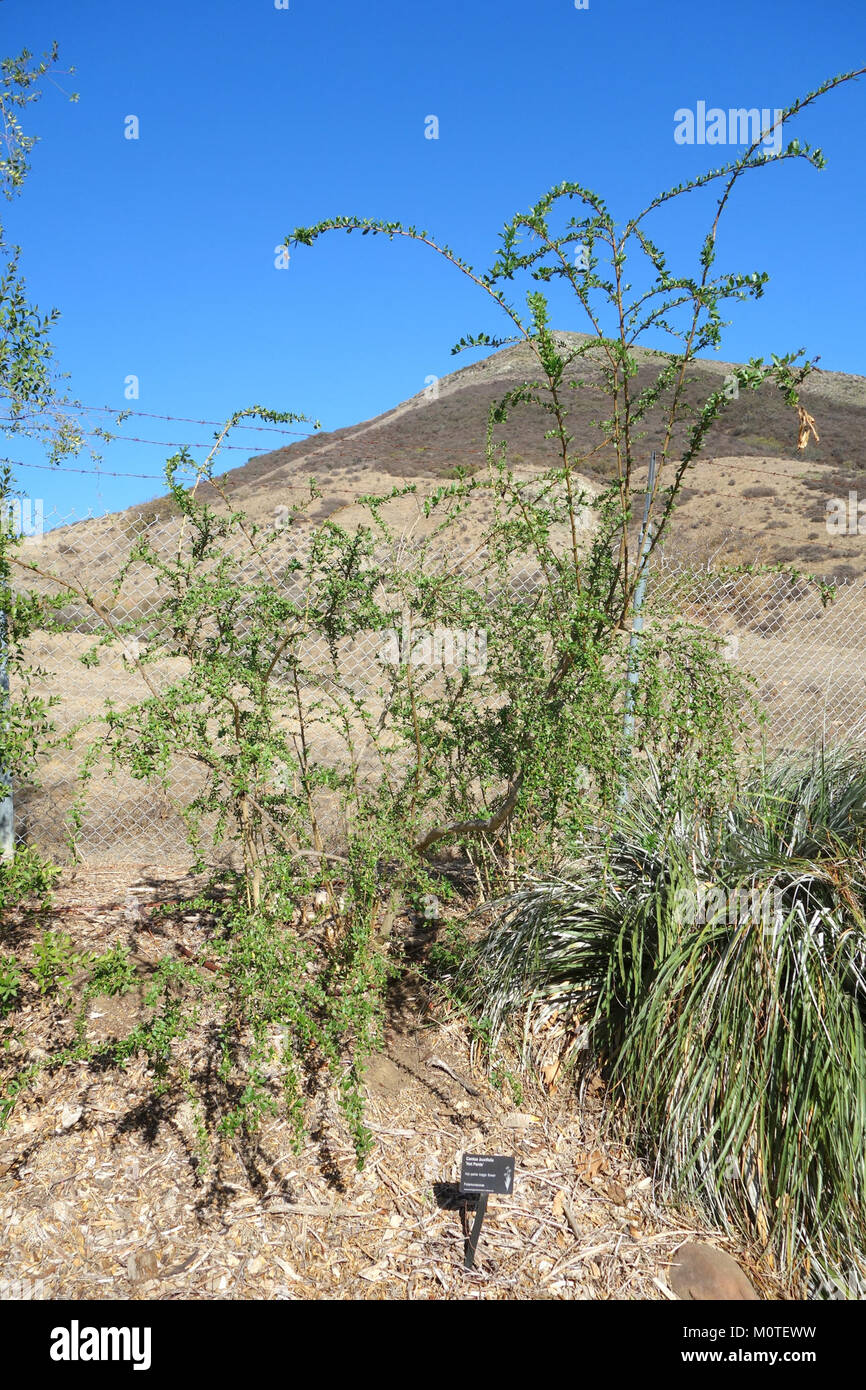 Cantua flower hi-res stock photography and images - Alamy