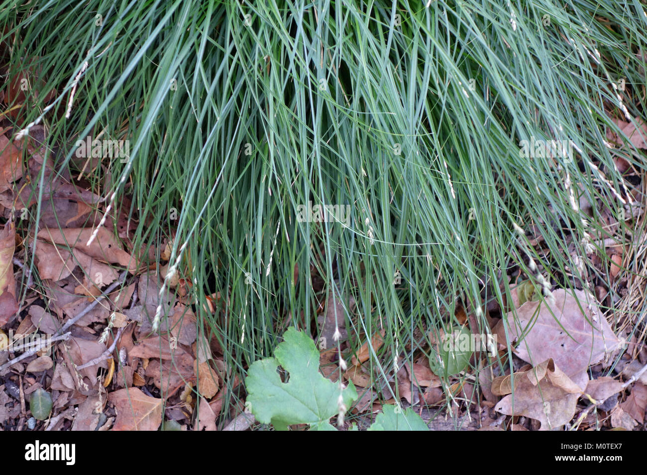 Invasive plant species california hi-res stock photography and images ...