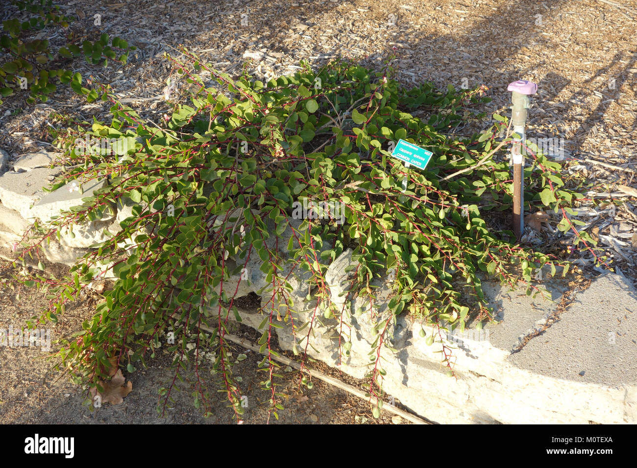 Capparis spinosa, also known as the caper plant, is displayed in the ...
