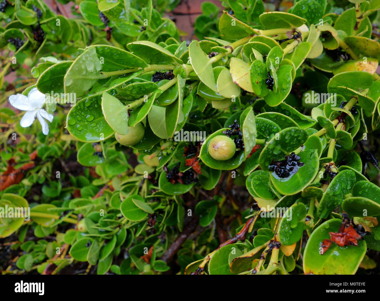 Carissa macrocarpa 'Fancy' is a variety of the Natal plum, grown at the ...
