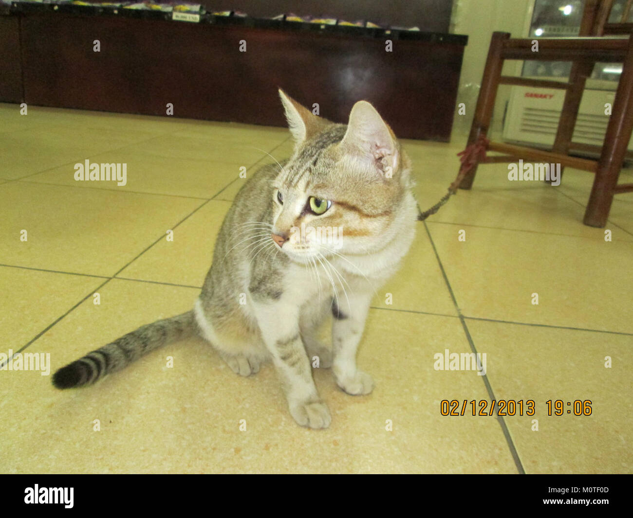 A cat on a leash in Vietnam is an example of urban pet care in ...