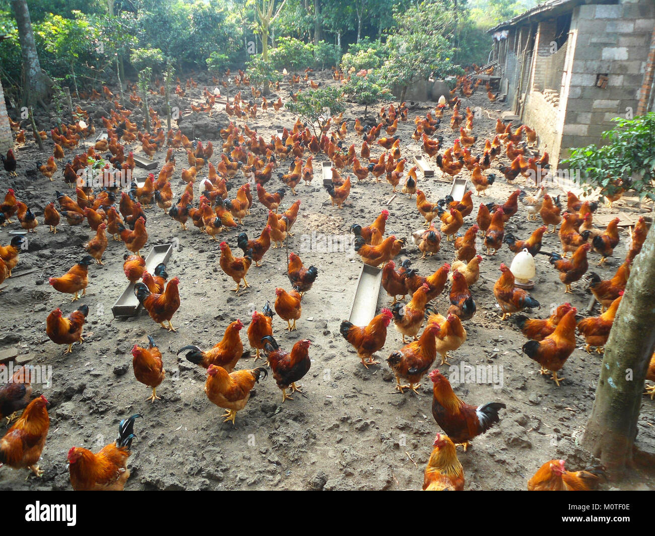 Castrated hi-res stock photography and images - Alamy