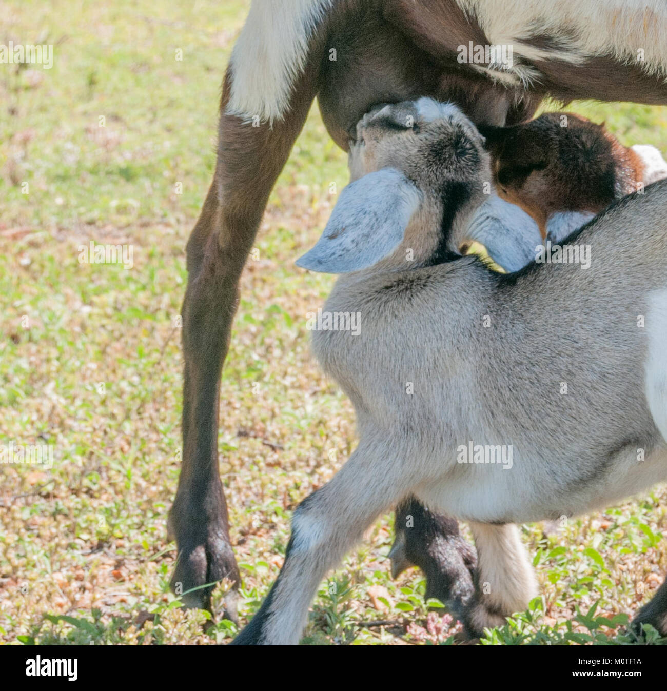 A baby Capra aegagrus hircus, also known as a domestic goat, is shown ...