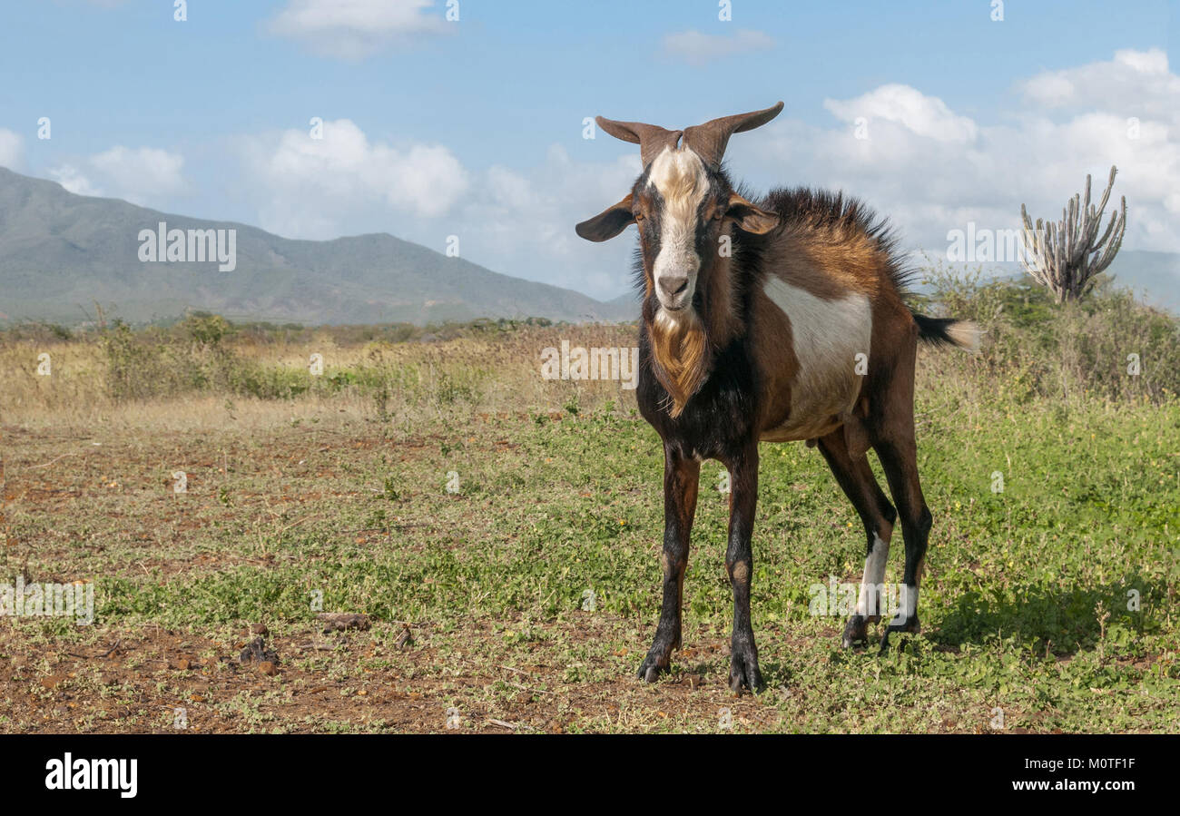 The image features a population of Capra aegagrus hircus, also known as ...