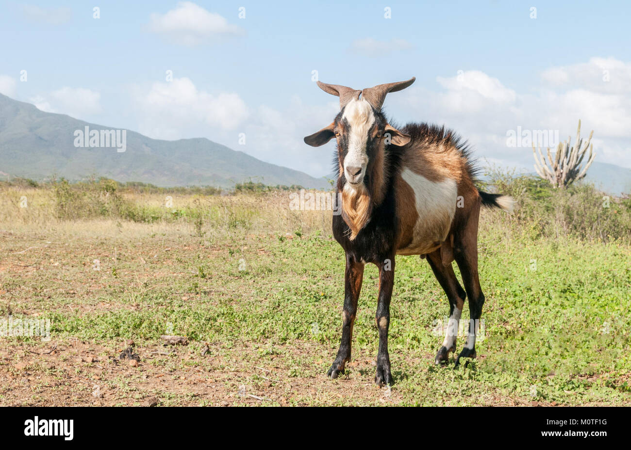 Capra aegagrus hircus, the domesticated goat, is present on Margarita ...
