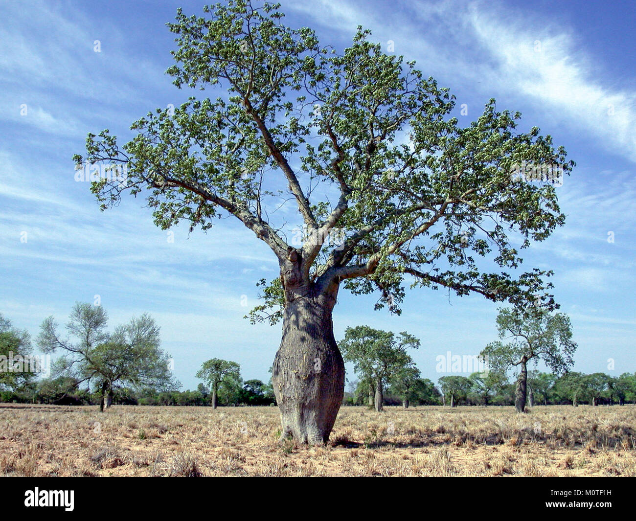 The Ceiba tree in the Paraguayan Chaco is an iconic species, known for ...