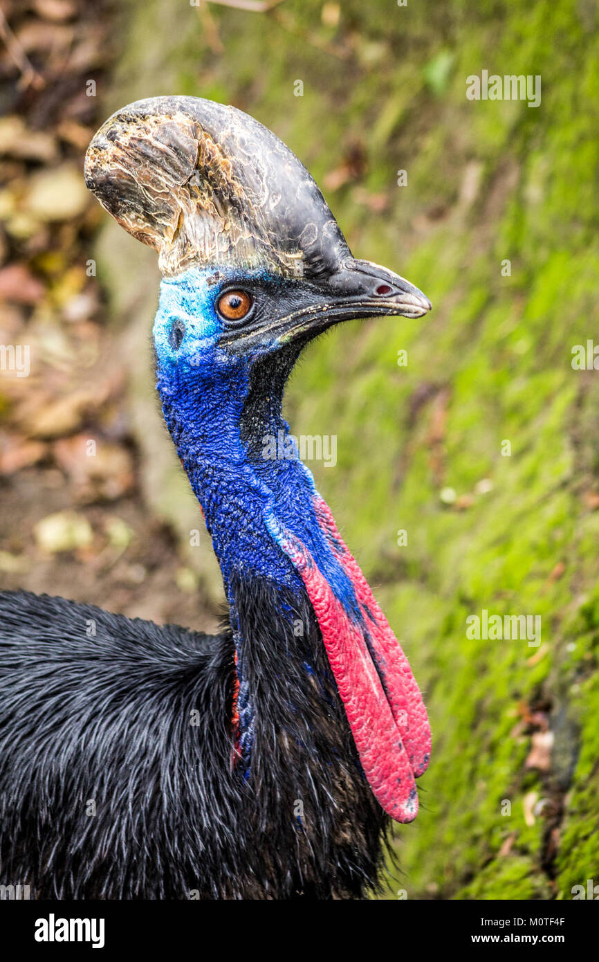 A cassowary at the Budapest Zoo, one of the largest flightless birds ...