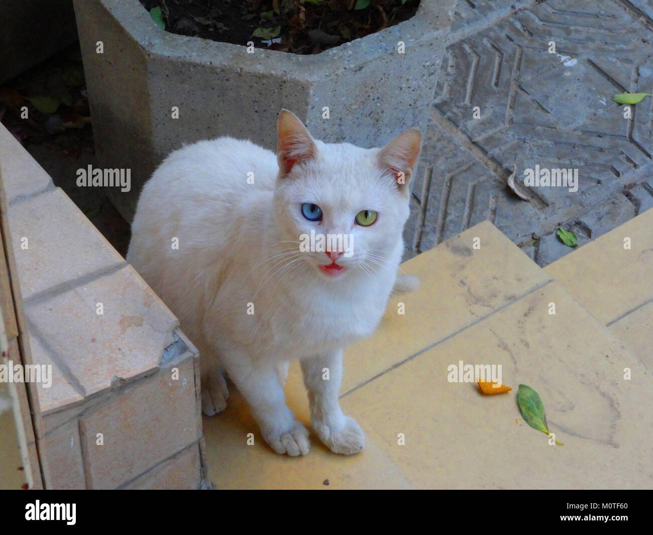 This cat is noted for having two differently colored eyes, a condition ...