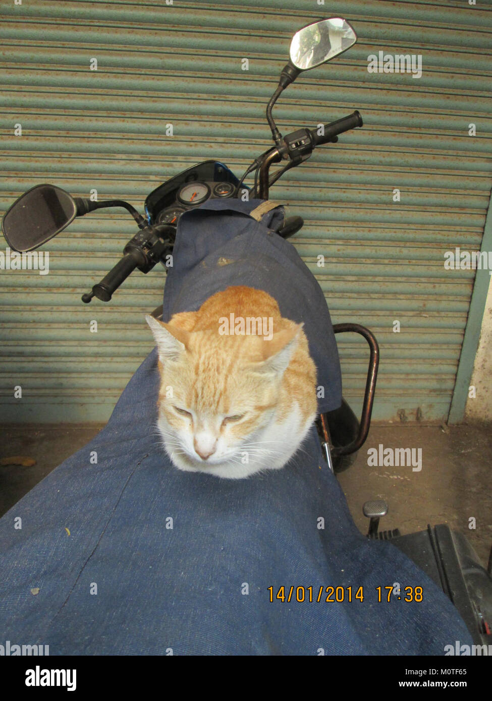 A cat perched on a motorcycle creates a quirky and amusing scene. This ...