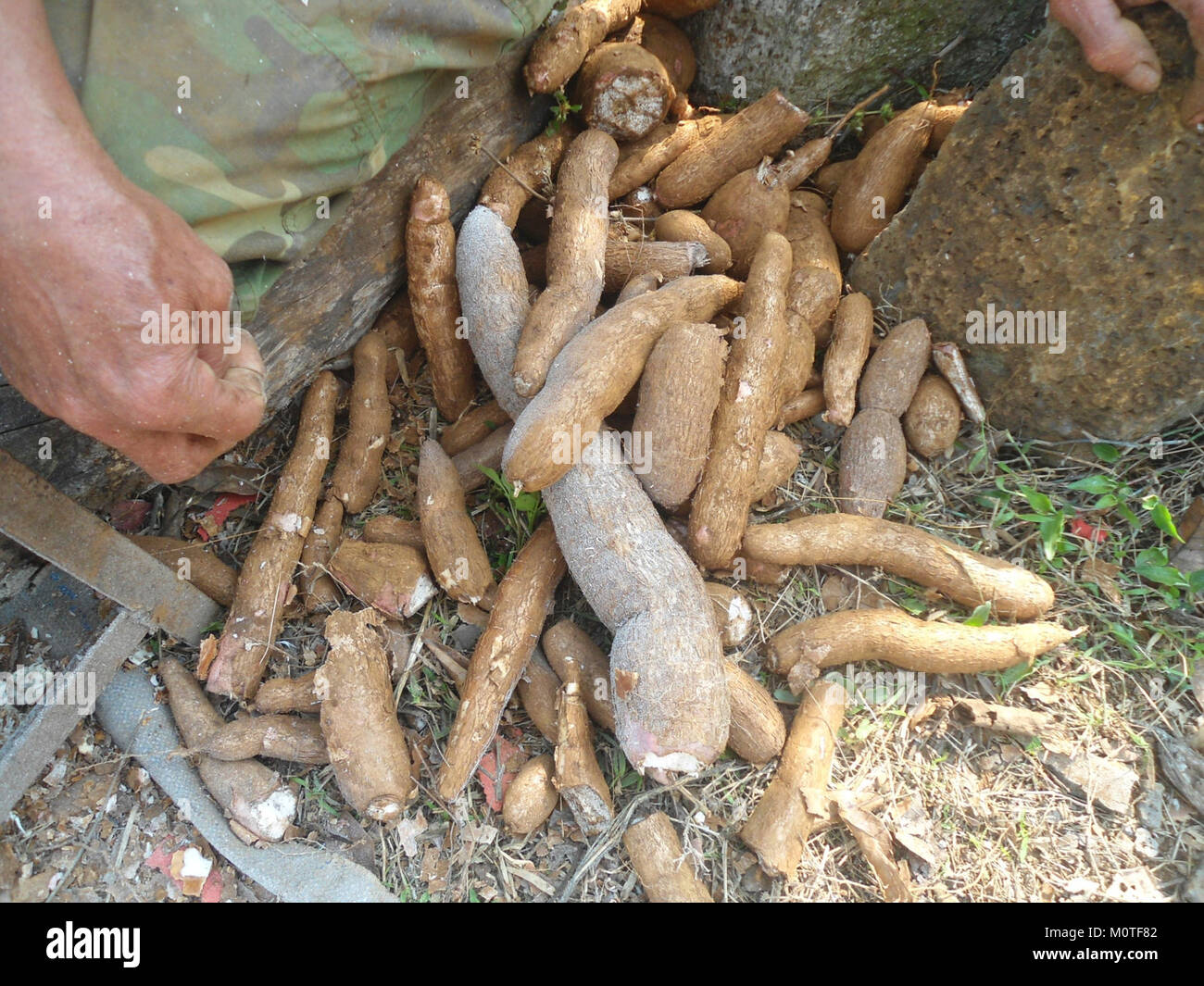 Cassava is a starchy root crop used primarily for animal feed in ...