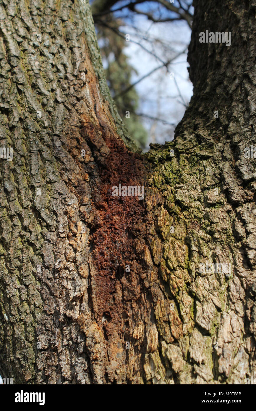 Carpinus genus hi-res stock photography and images - Alamy