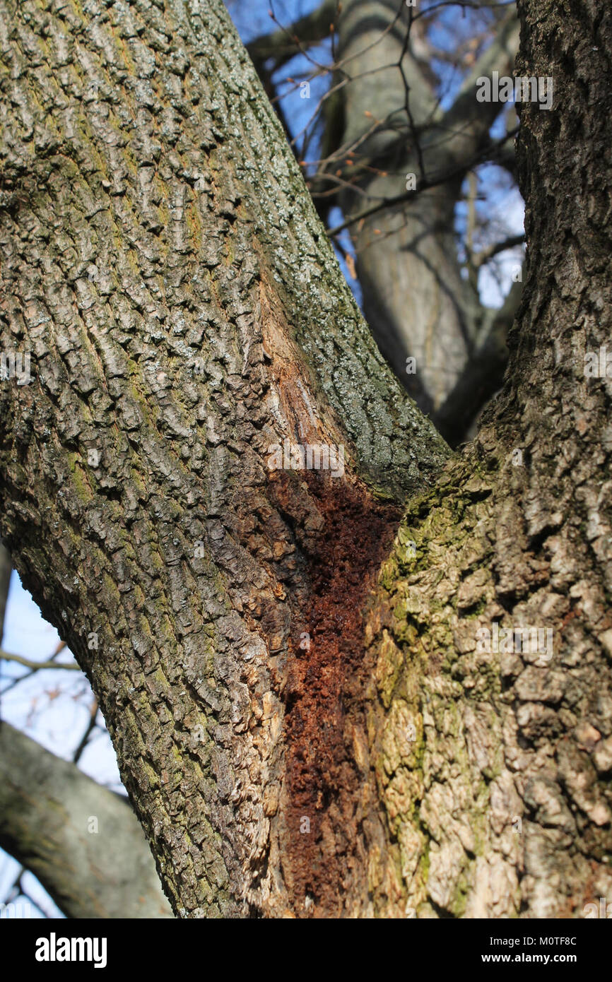 The Carpinus 5532 is a tree species from the genus Carpinus, known for ...